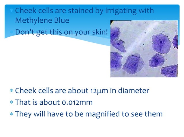 How to use a microscope | PPTX | Biological Sciences | Science