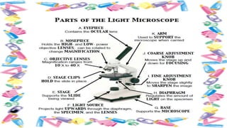 HOW TO USE LIGHT MICROSCOPE.pptx