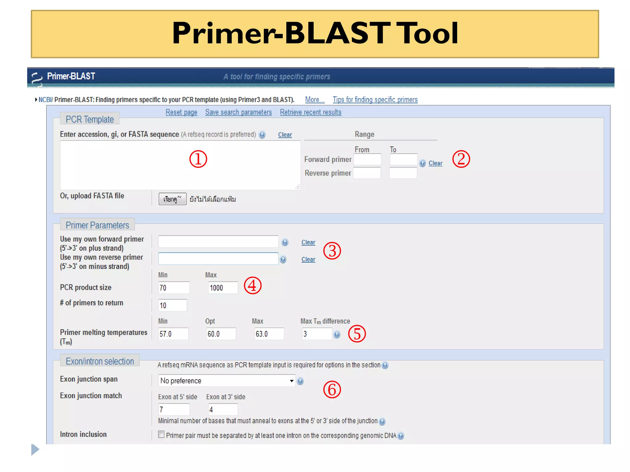How to use primer blast for checking primer specificity | PDF