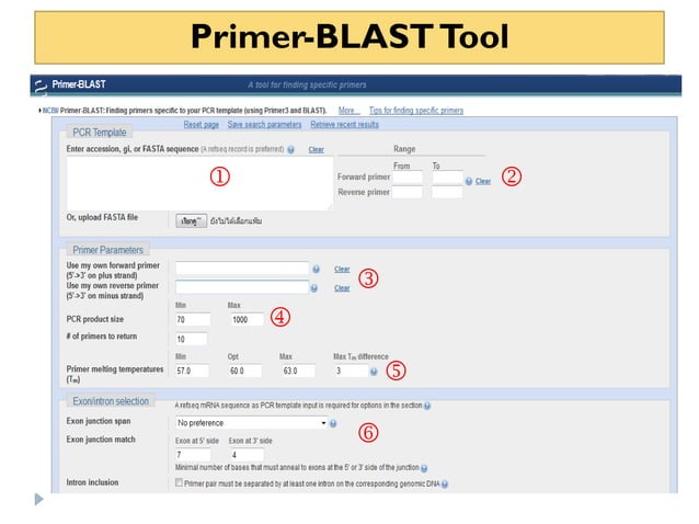 How to use primer blast for checking primer specificity | PDF