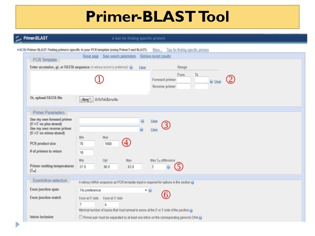 Ncbi Primer Design Tool
