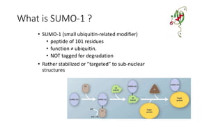How ubiquitin and SUMOs control trx.pptx