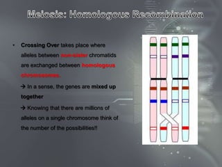 4 Genetics - How variability is produced in a population | PPTX ...