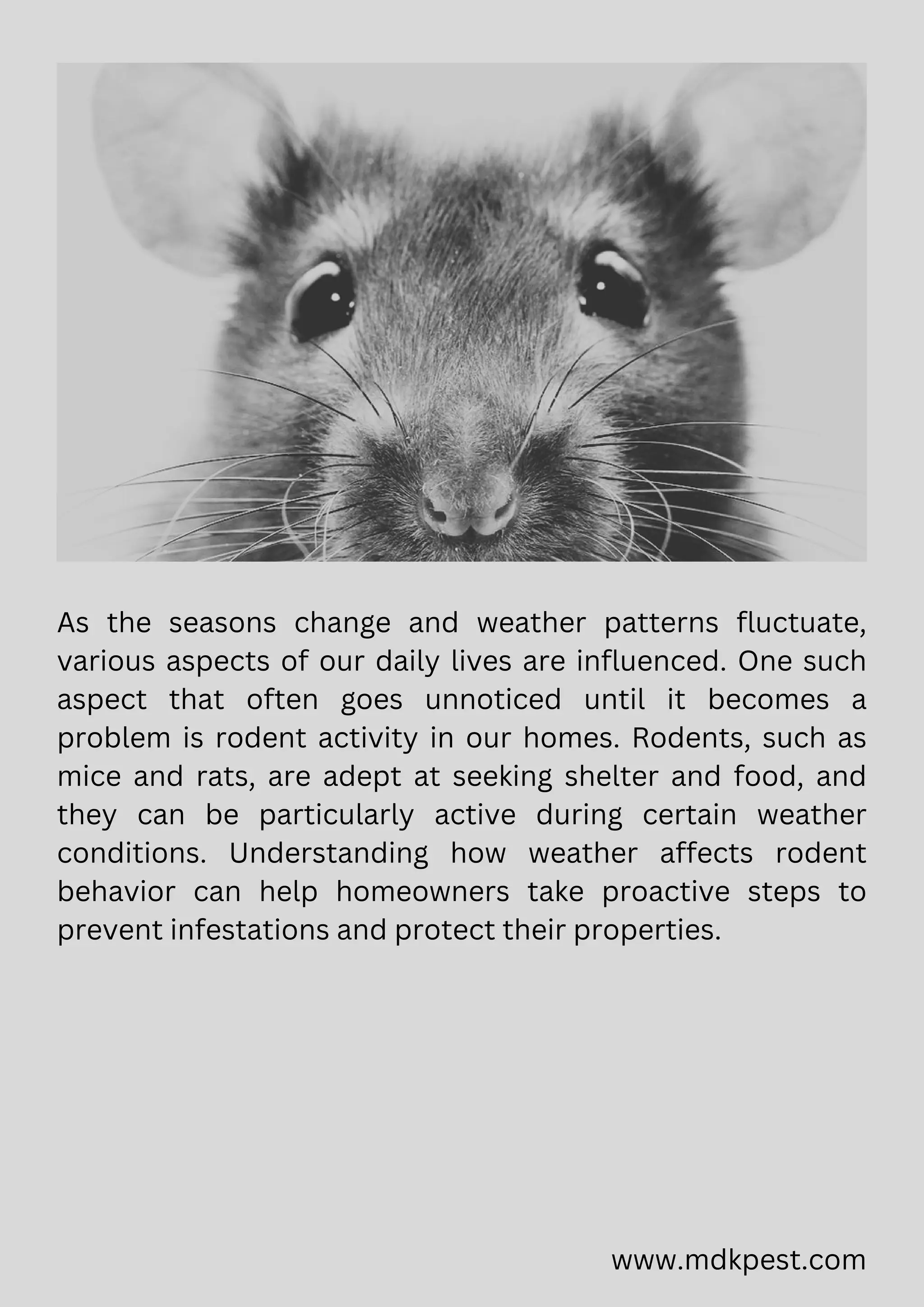 How Weather Conditions Affect Rodent Activity in Your Home? | PDF