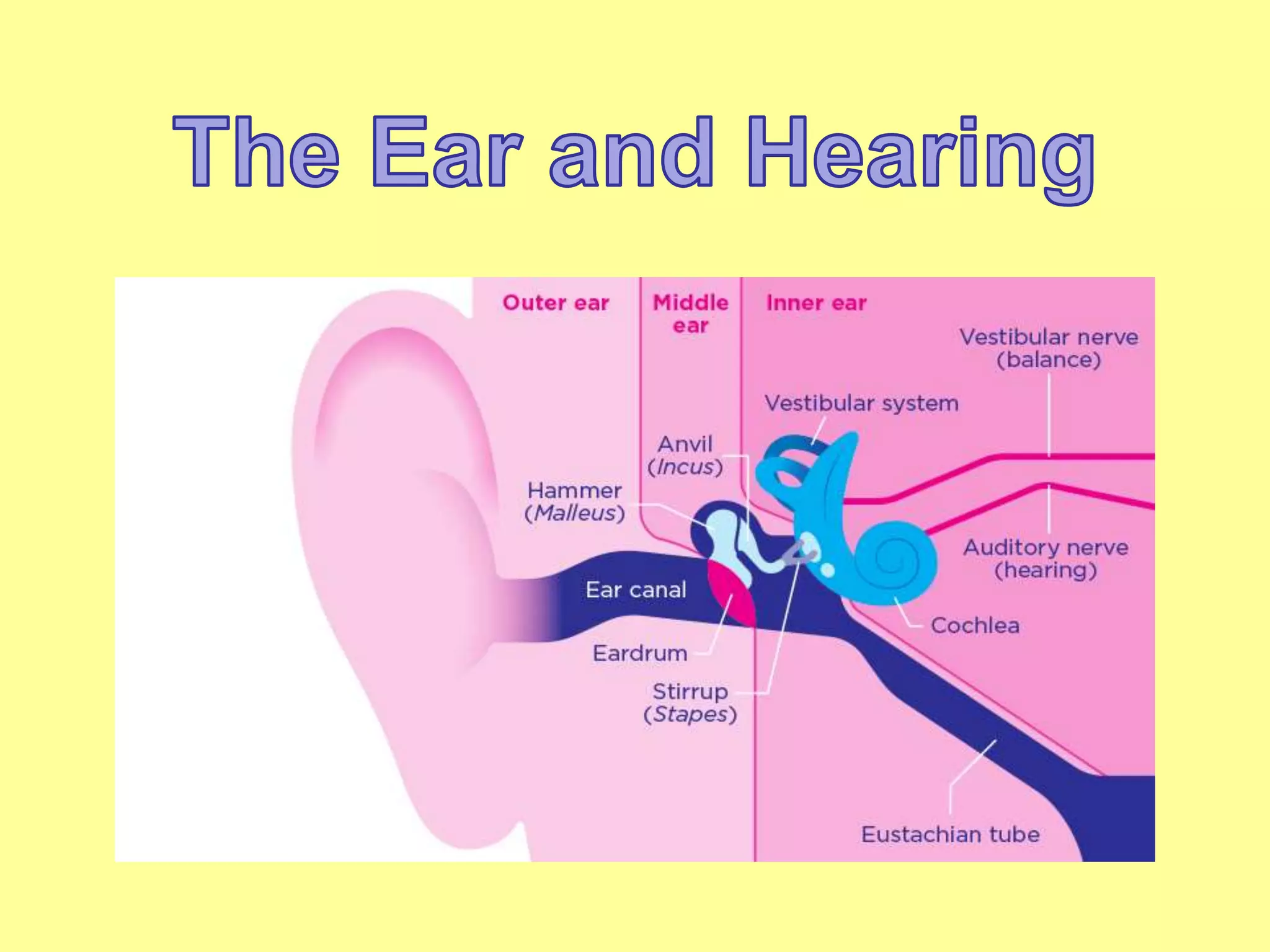 HOW WE HEAR.ppt