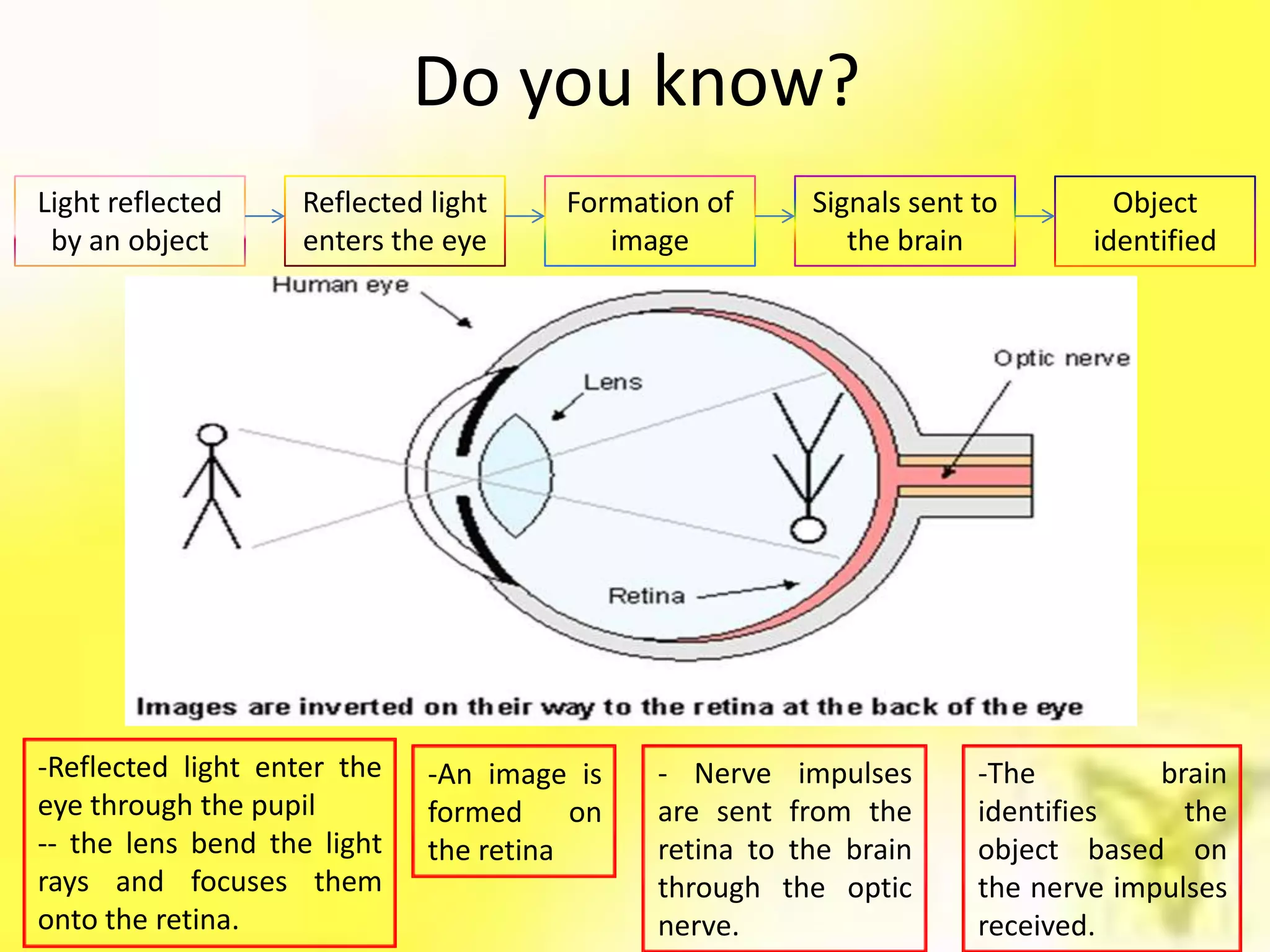How we see things | PPTX