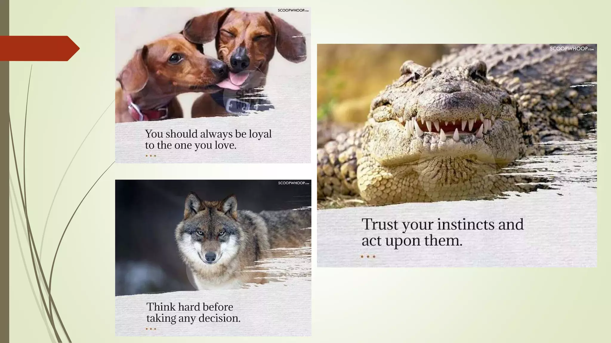 How wild animals educate us to be civilized | PPT