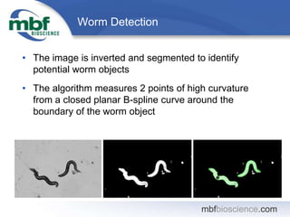 How WormLab Works | PPTX