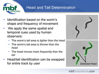 How WormLab Works | PPTX