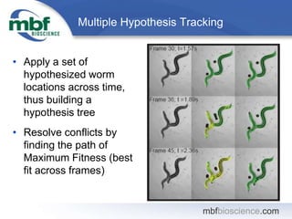 How WormLab Works | PPTX