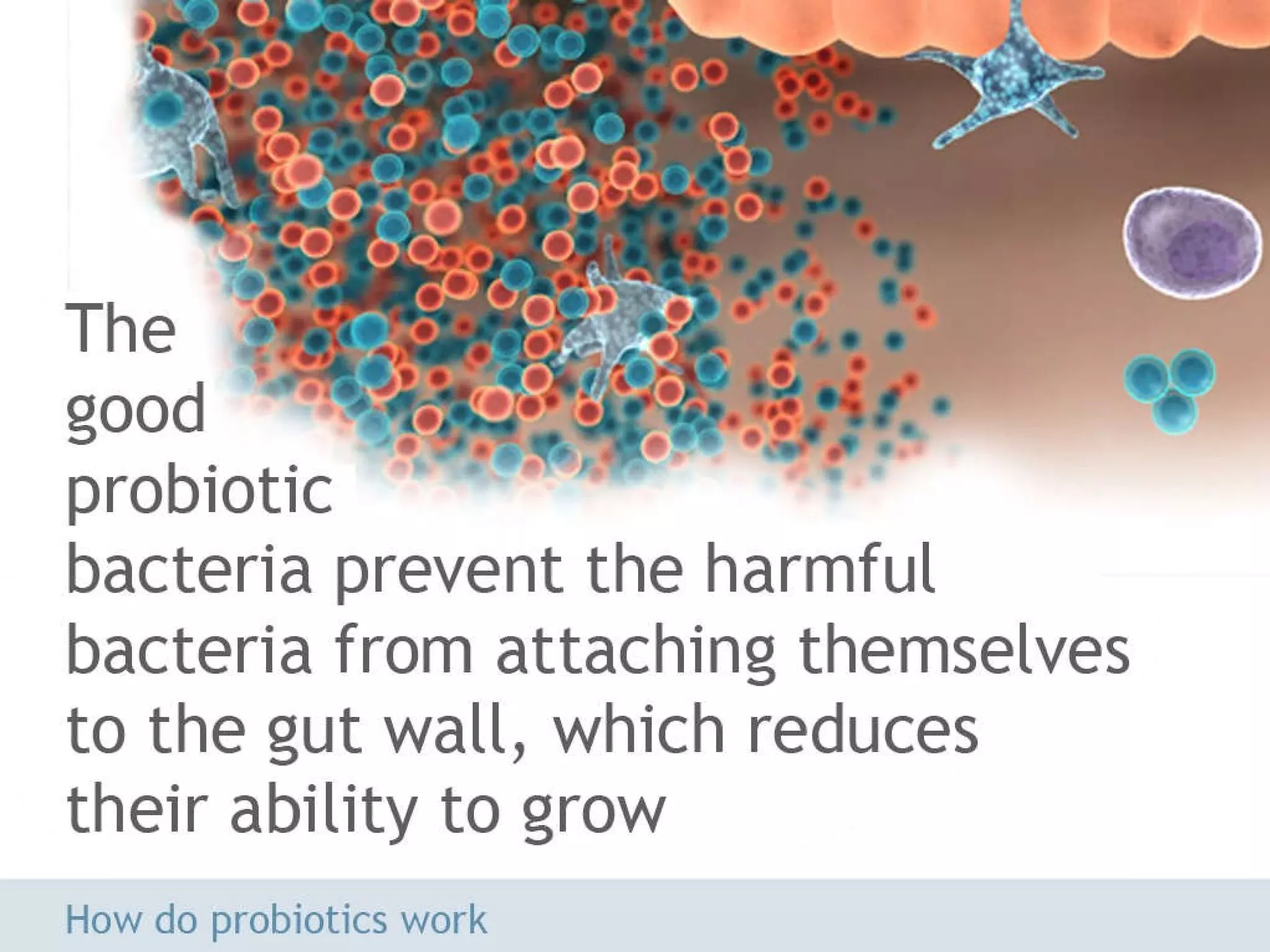 How probiotics work | PPT