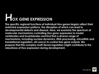 Hox genes | PPTX