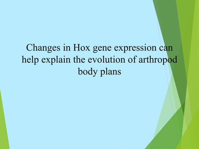 Hox genes | PPT | Genetics | Science