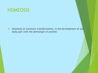 Hox genes | PPT