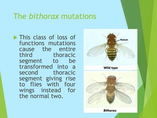 Hox genes | PPT | Genetics | Science