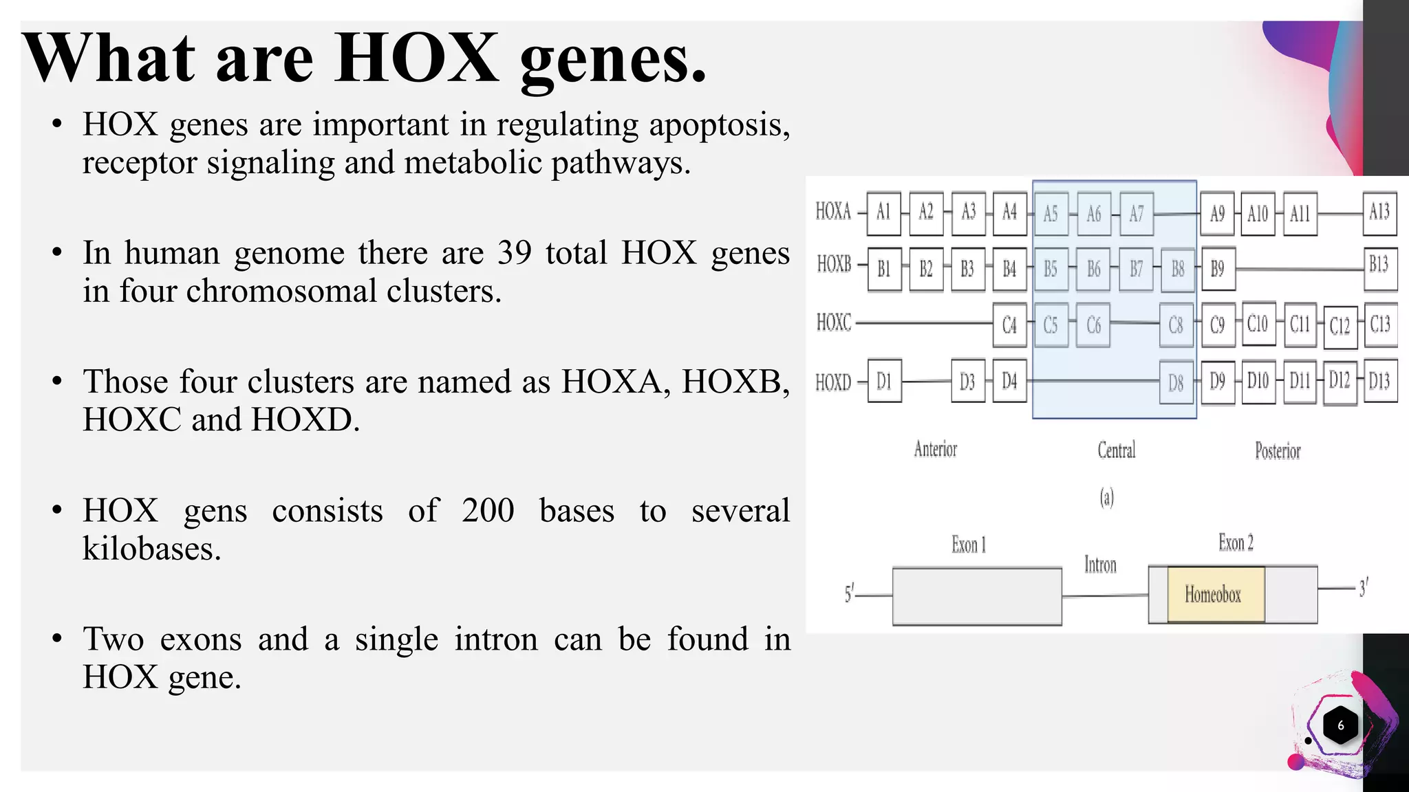 Hox genes and their role in cancers. | PPT