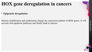 Hox genes and their role in cancers. | PDF