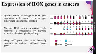 Hox genes and their role in cancers. | PPT