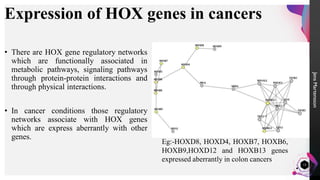 Hox genes and their role in cancers. | PPT