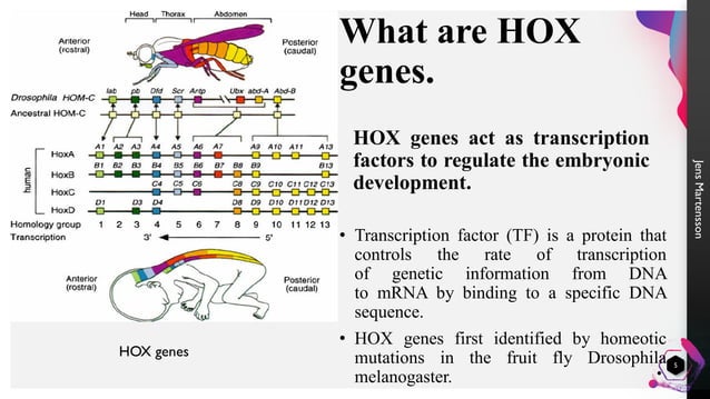 Hox genes and their role in cancers. | PPT