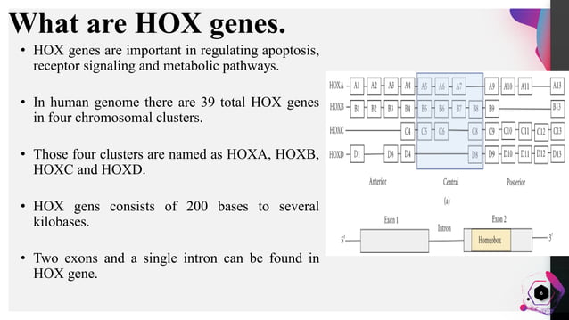 Hox genes and their role in cancers. | PPT