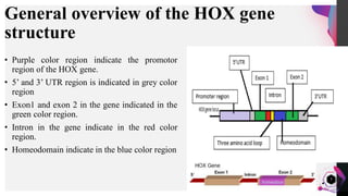 Hox genes and their role in cancers. | PPT