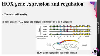 Hox genes and their role in cancers. | PPT