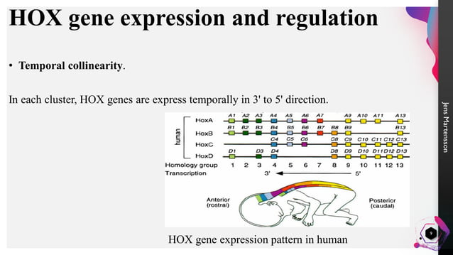 Hox genes and their role in cancers. | PPT