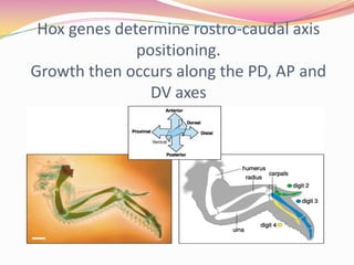 Hox screencast 4 | PPT
