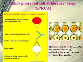 Hpa antibody | PPT