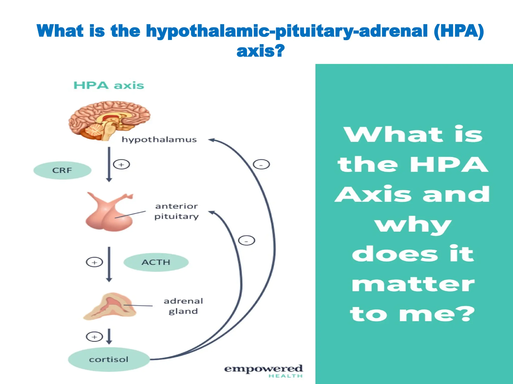 HPA Axis how to regulate body homeostasis | PPTX
