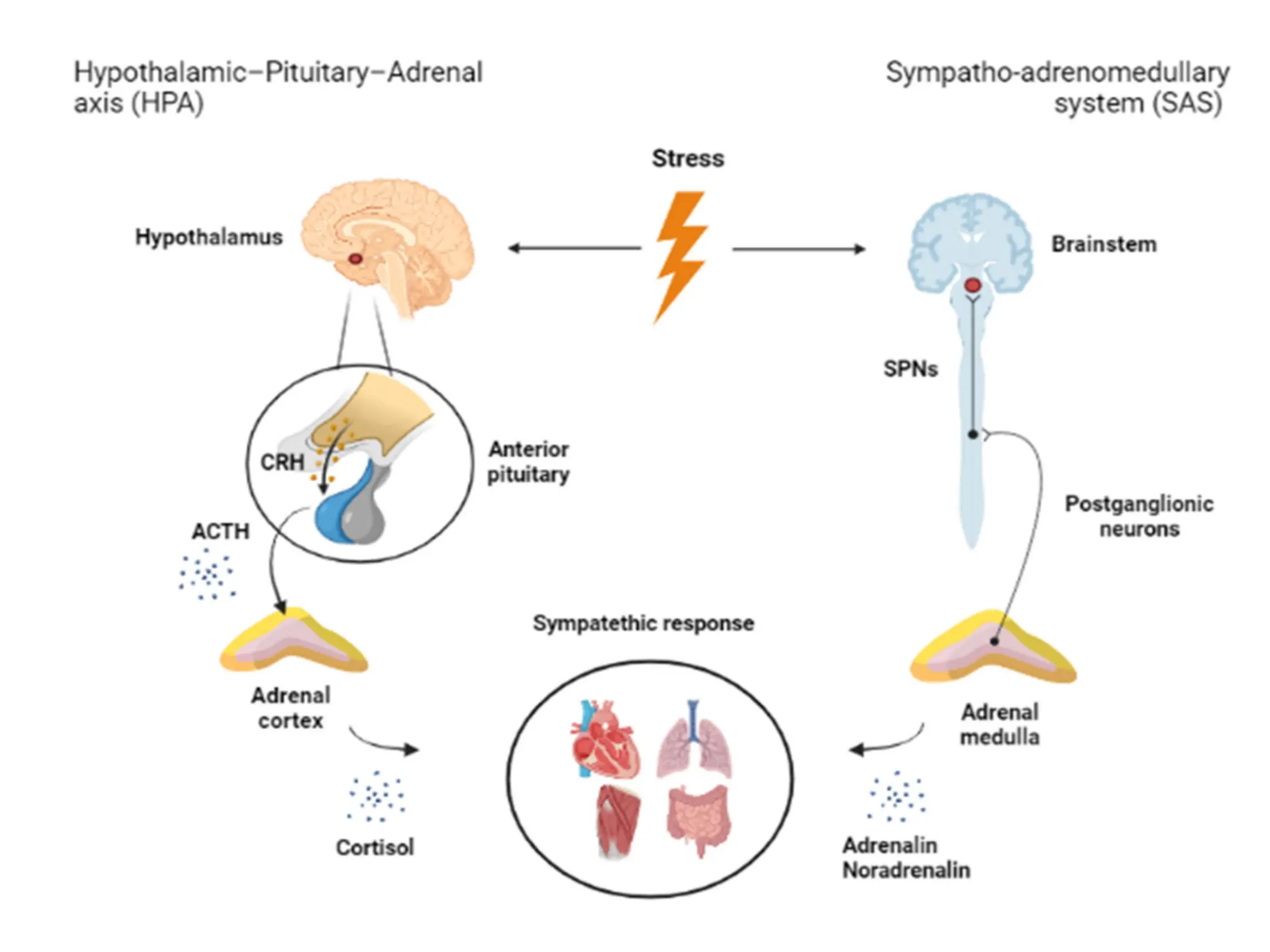 HPA Axis how to regulate body homeostasis | PPTX