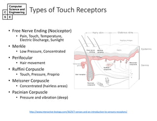 Hpai class 9 - recap and touch & interoception - 030420 | PPT