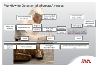 HPAIV H5N8 in Sweden | PPT