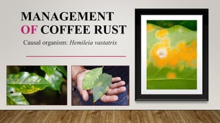 Management of coffee rust assignment | PPTX | Gardening | Home & Garden