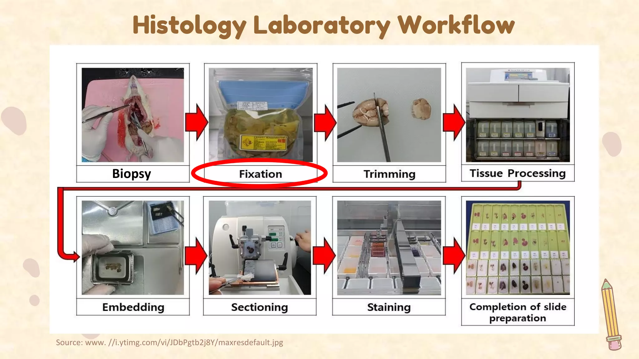 Histological Techniques: Perform Fixation and Tissue Processing | PDF