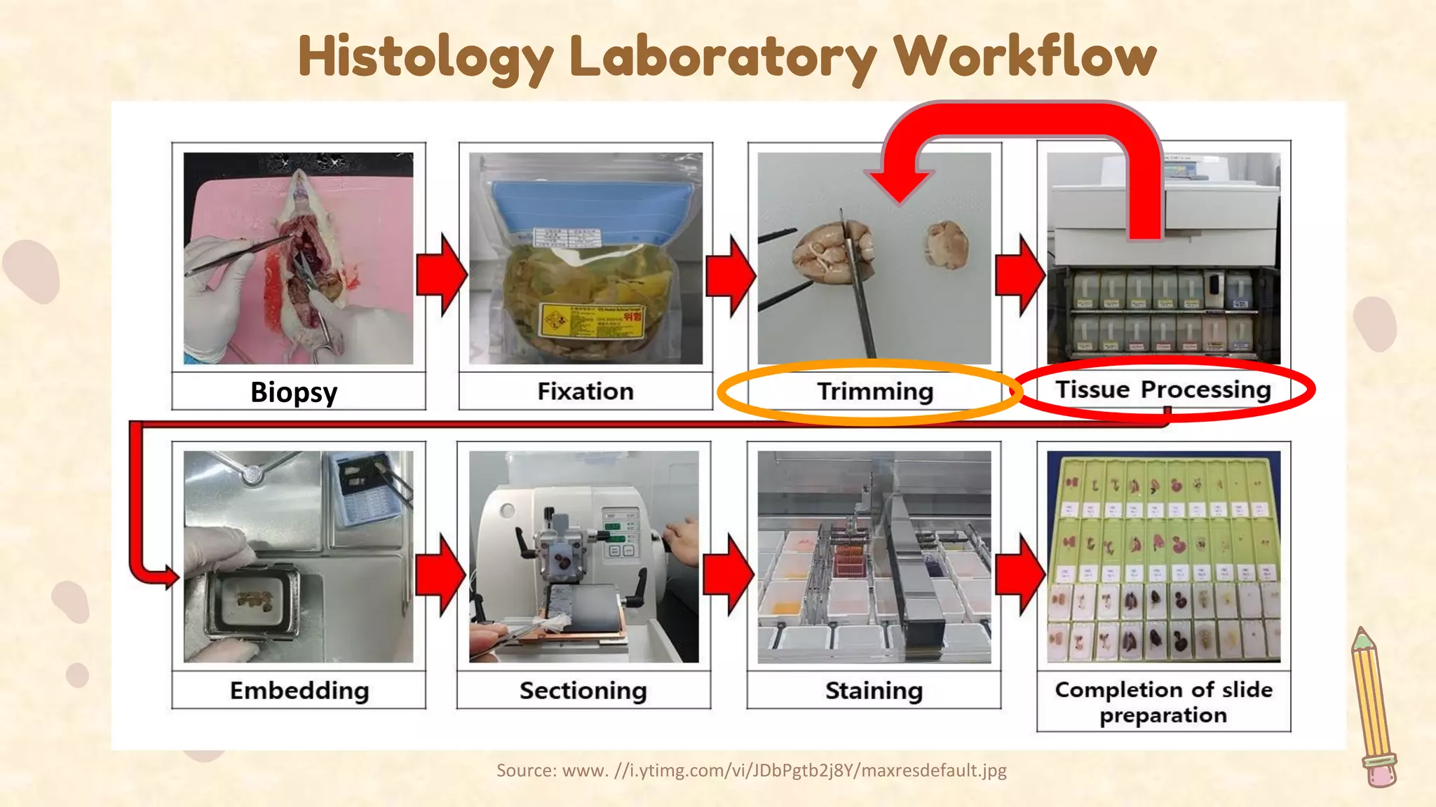 Histological Techniques: Perform Fixation and Tissue Processing | PDF