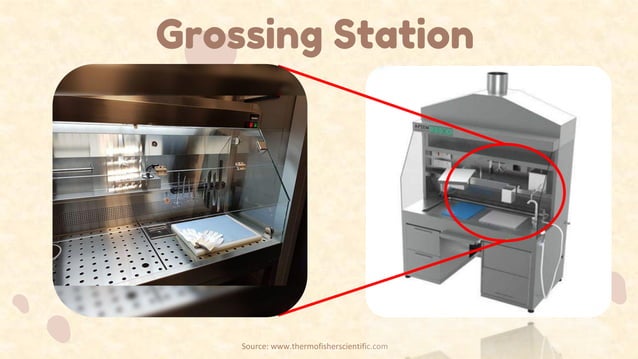 Histological Techniques: Perform Fixation and Tissue Processing | PDF