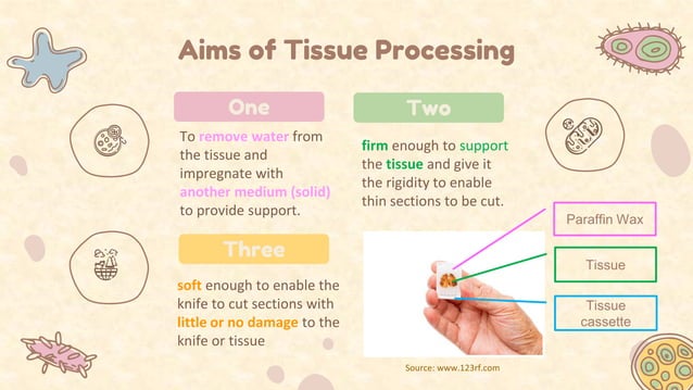 Histological Techniques: Perform Fixation and Tissue Processing | PDF