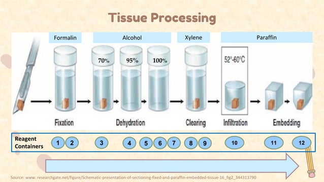 Histological Techniques: Perform Fixation and Tissue Processing | PDF