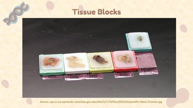 Histological Techniques: Perform Fixation and Tissue Processing