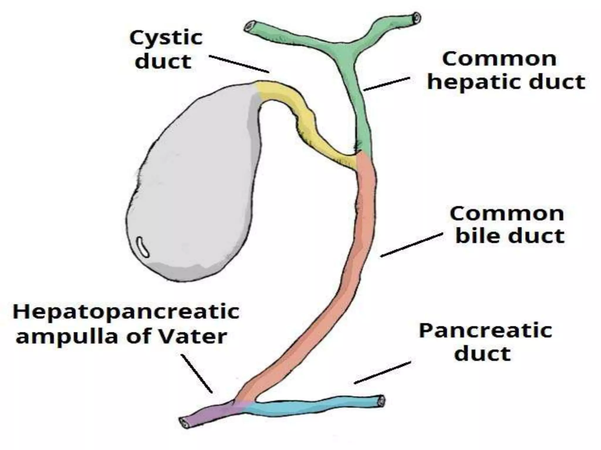IMAGING IN HEPATOPANCREATICOBILIARY TUMORS - A GUIDE TO RT PLANNING | PPT