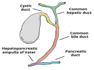 IMAGING IN HEPATOPANCREATICOBILIARY TUMORS - A GUIDE TO RT PLANNING | PPT