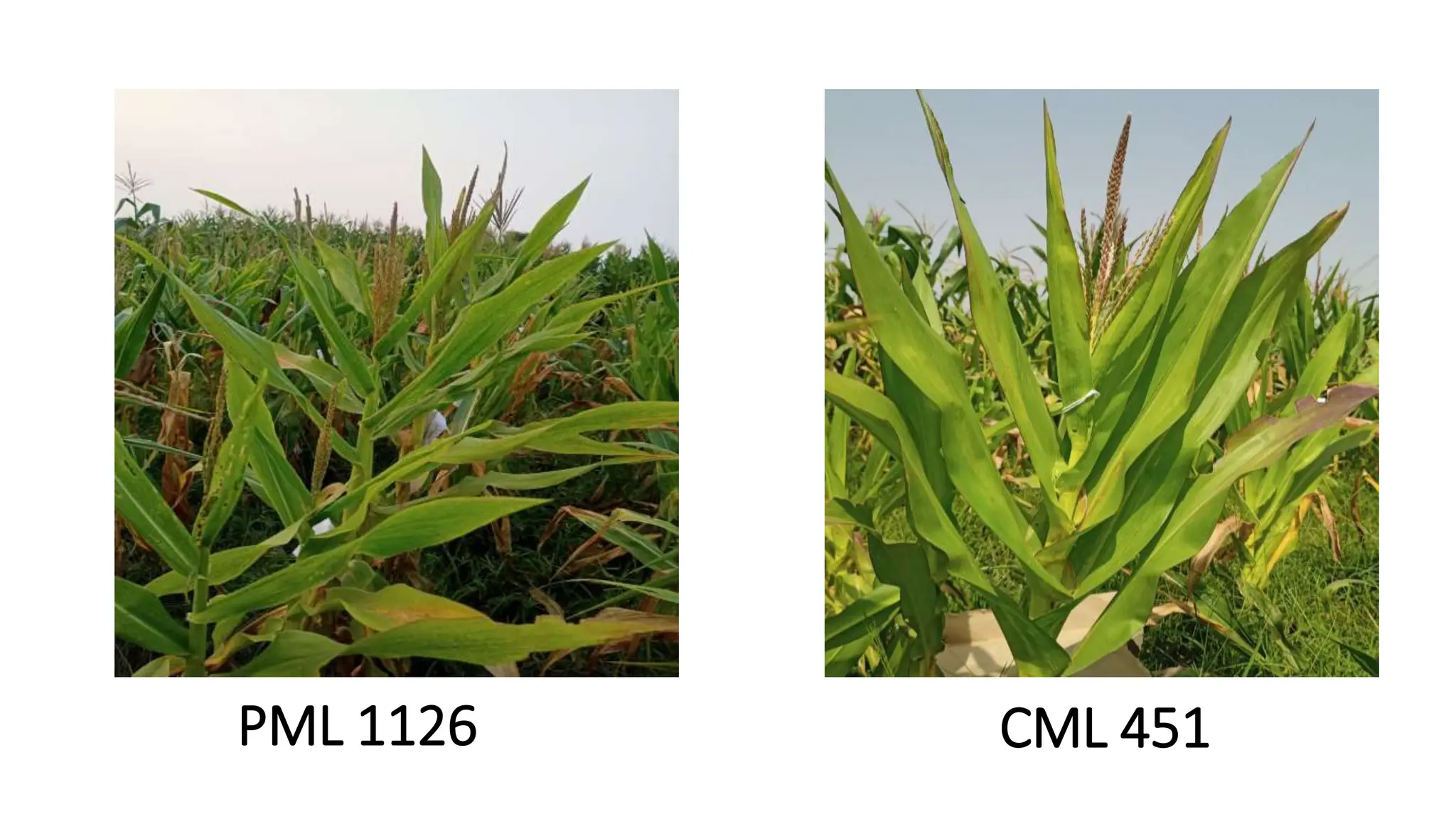 High density planting in maize HPD.pptx