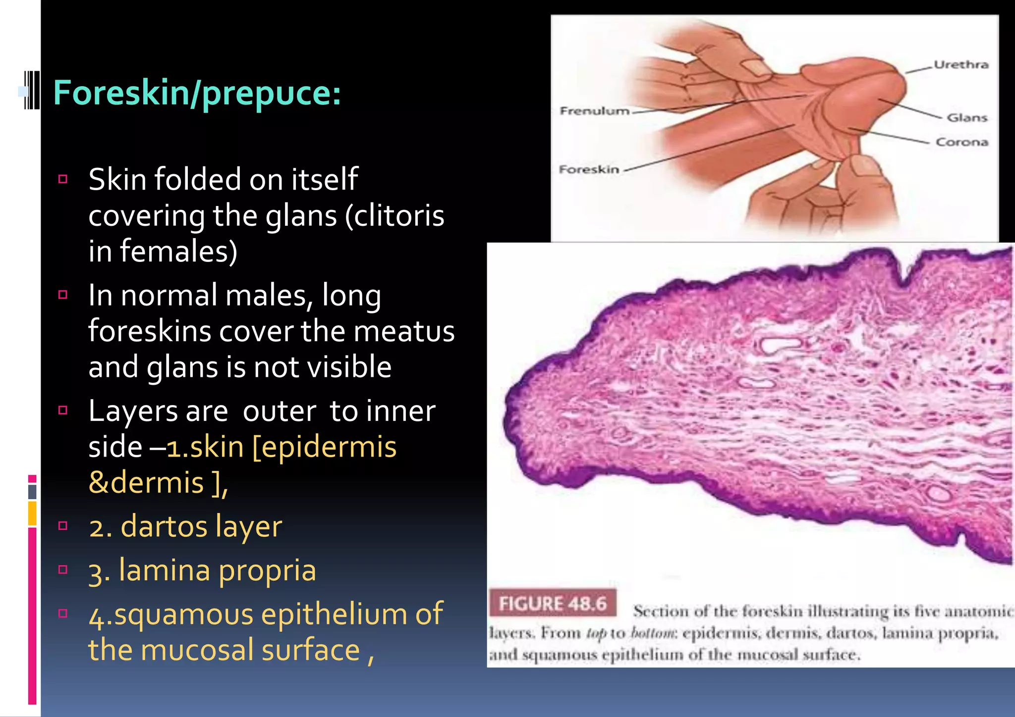 HPE GROSSING OF PENECTOMY | PPTX