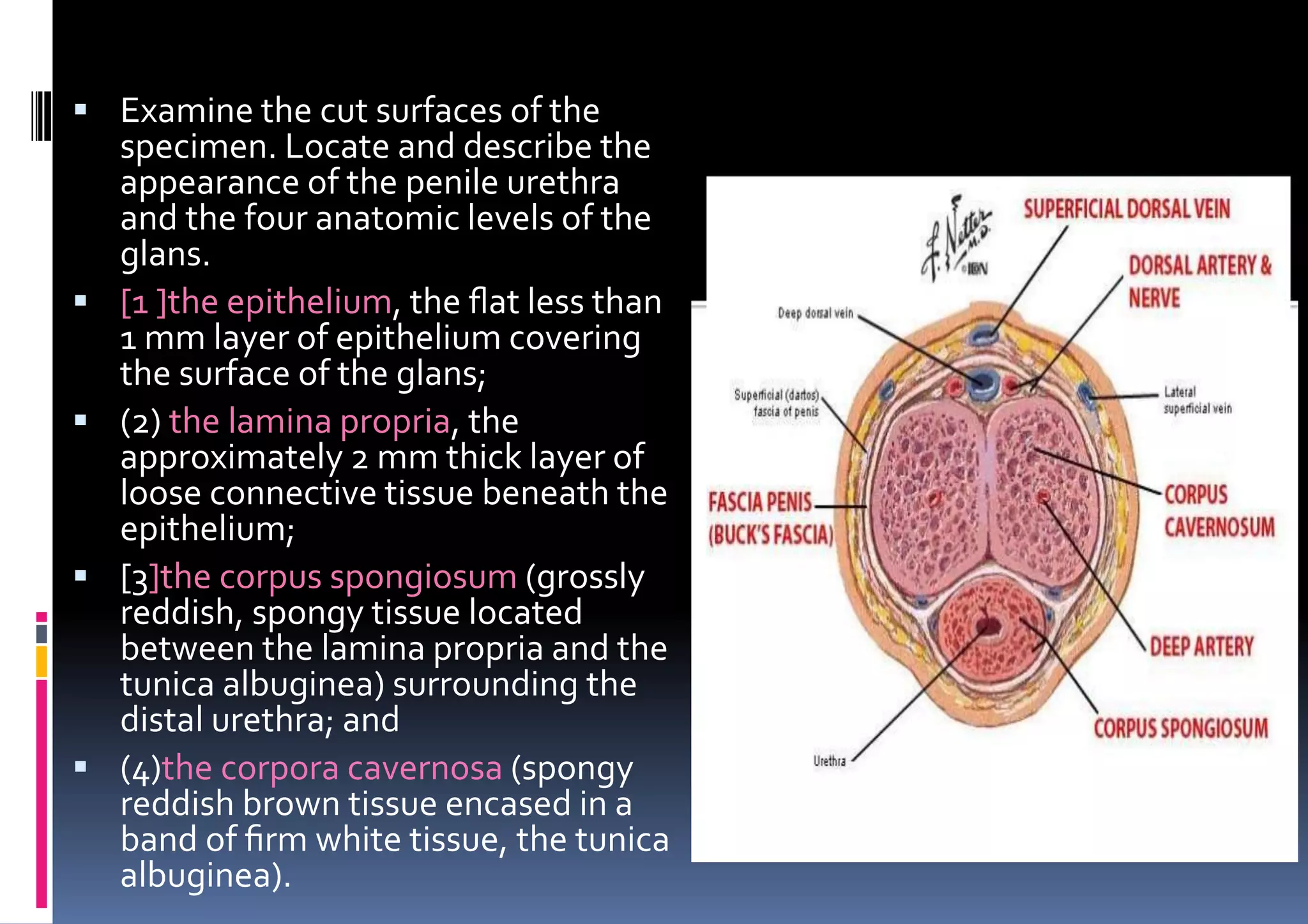 HPE GROSSING OF PENECTOMY | PPTX