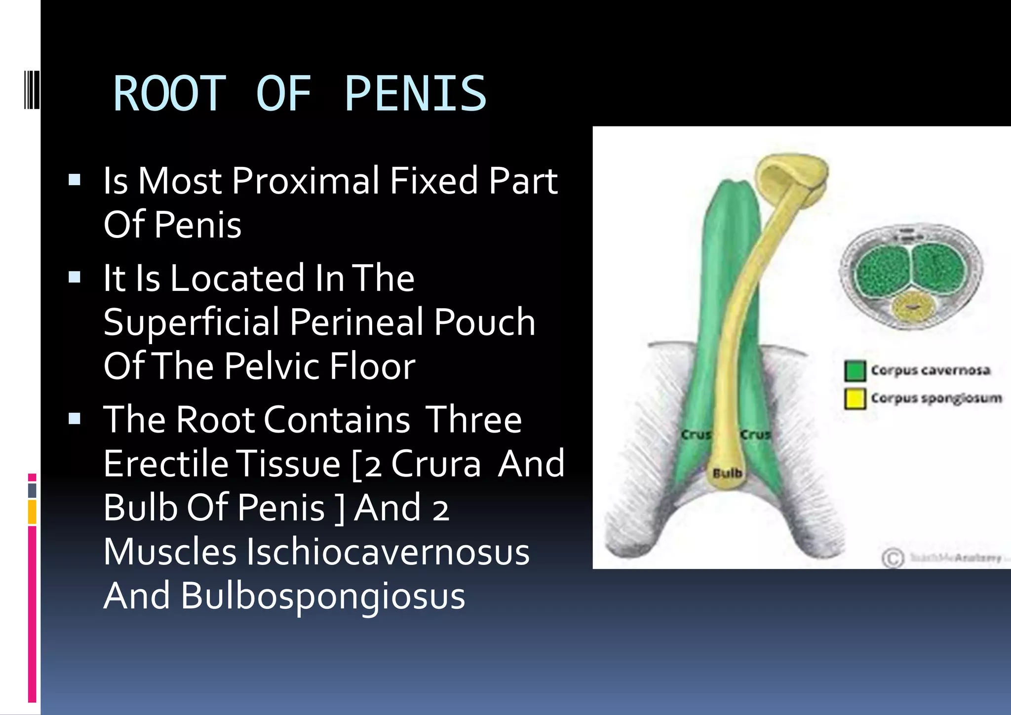 HPE GROSSING OF PENECTOMY | PPTX