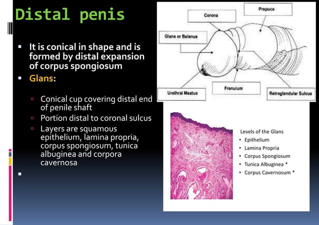 HPE GROSSING OF PENECTOMY | PPTX
