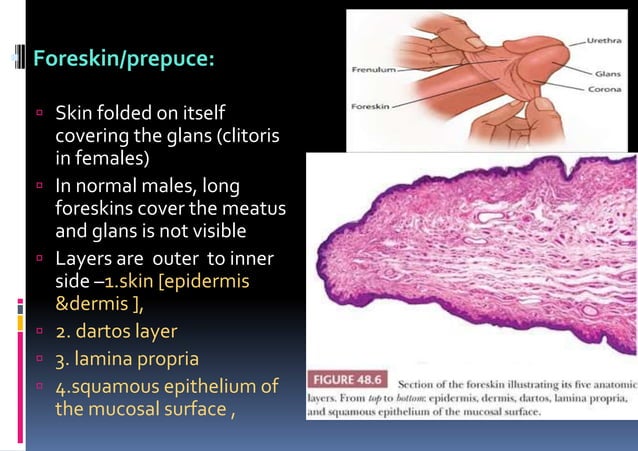 HPE GROSSING OF PENECTOMY | PPTX