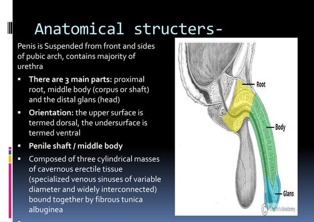 HPE GROSSING OF PENECTOMY | PPTX